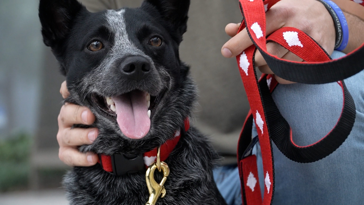 a tail we could wag Side-Release Dog Collar - Diamond - Auburn ...