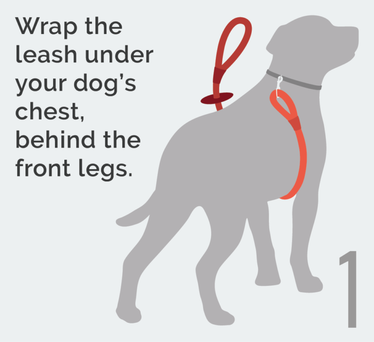 Reflective Dog Harness | Buy Now | Auburn Leathercrafters